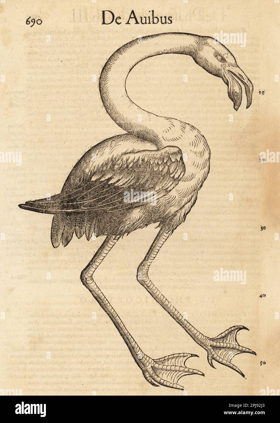 Species of flamingo, perhaps the greater flamingo, Phoenicopterus ...