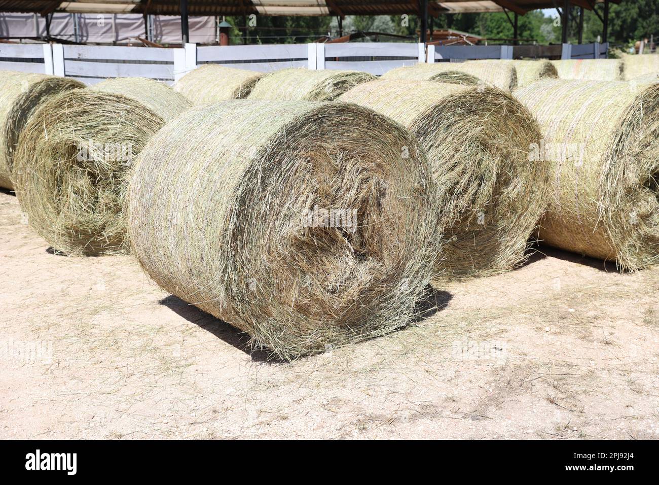 Bale of strawrolls. Stacked straw bales in an animal farm. Farmyard ...