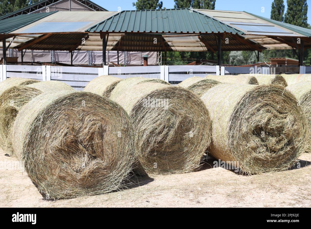 Bale of strawrolls. Stacked straw bales in an animal farm. Farmyard ...