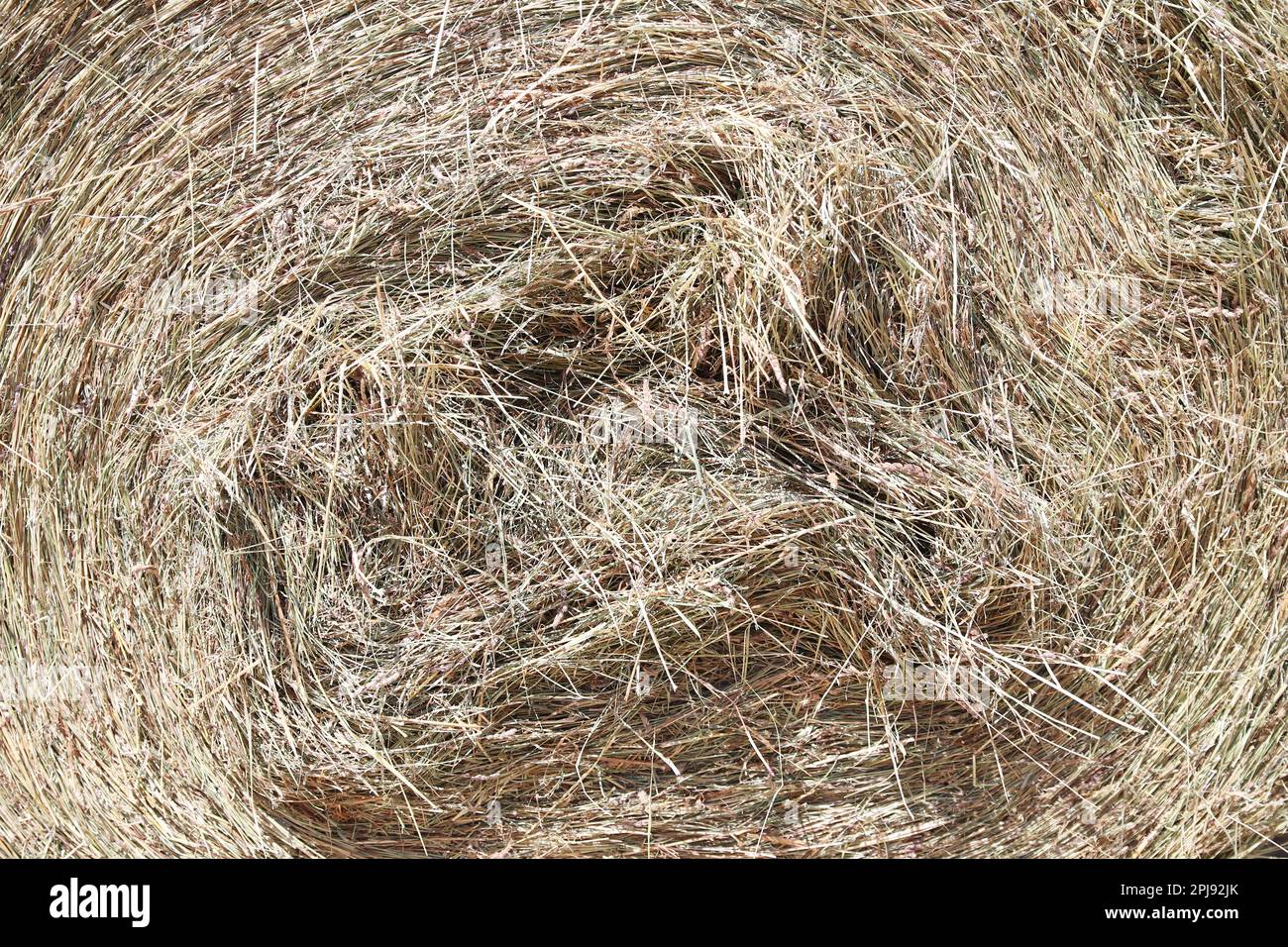 Bale of strawrolls. Stacked straw bales in an animal farm. Farmyard ...