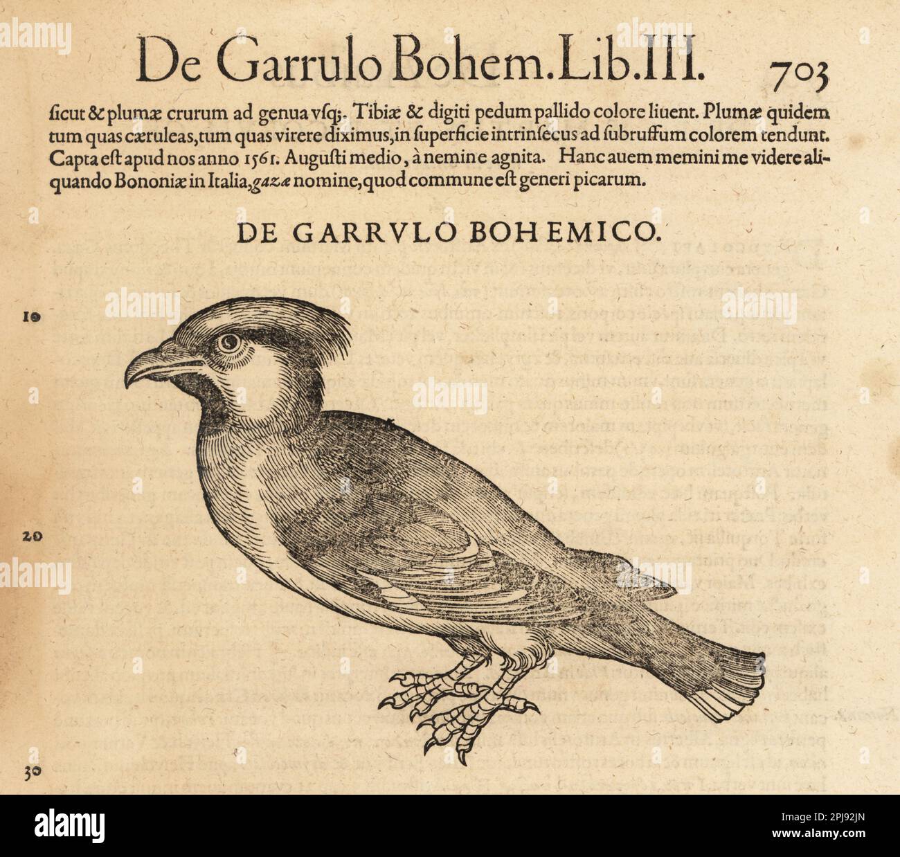 16th century illustration bohemian hi-res stock photography and images ...