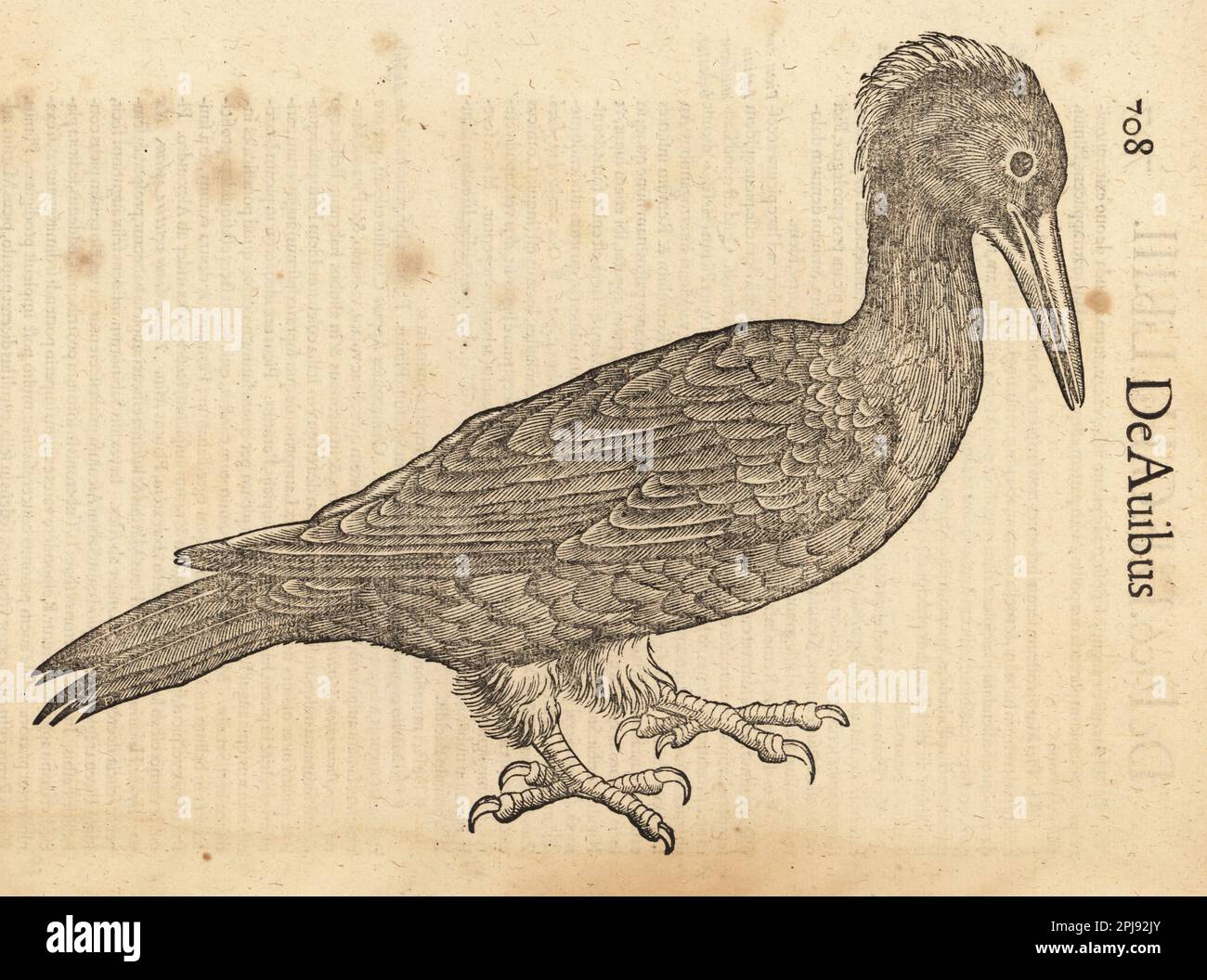 Species of woodpecker, perhaps the black woodpecker, Dryocopus martius ...