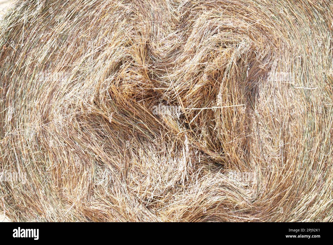 Bale of strawrolls. Stacked straw bales in an animal farm. Farmyard ...