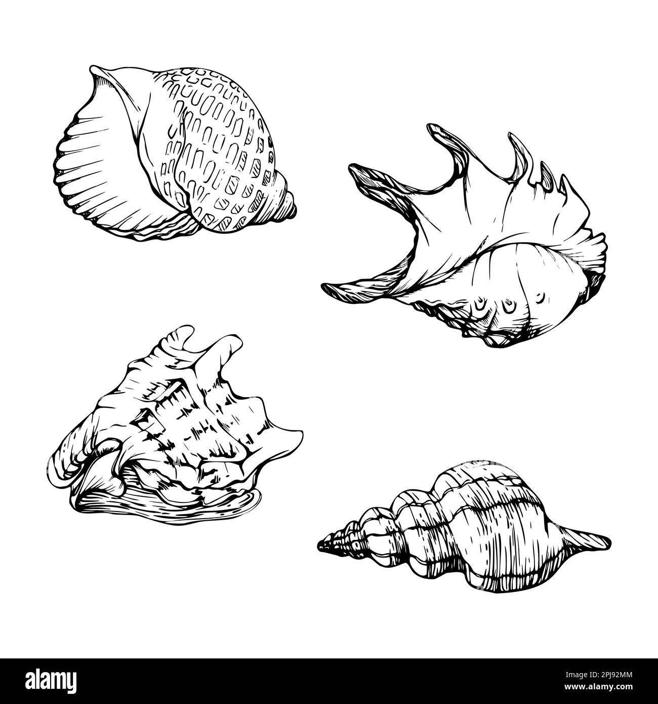 Hand drawn vector ink elements. Assorted sea shells, spiral pearl, dark ...