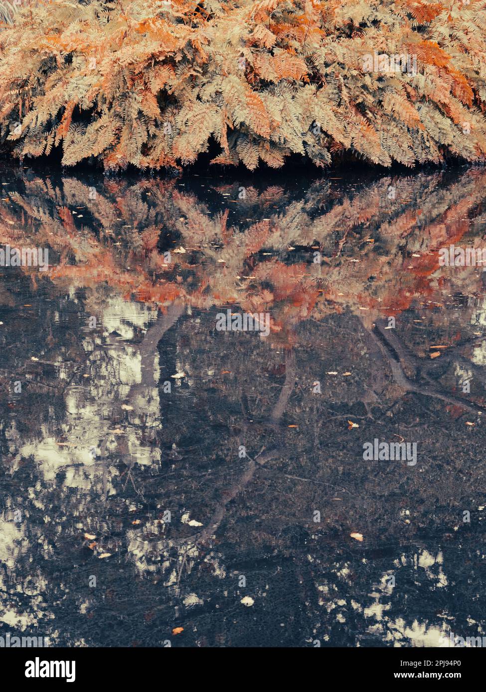 Autumn Ferns next to Lake, Savil Gardens, Windsor, Windsor Great Park ...