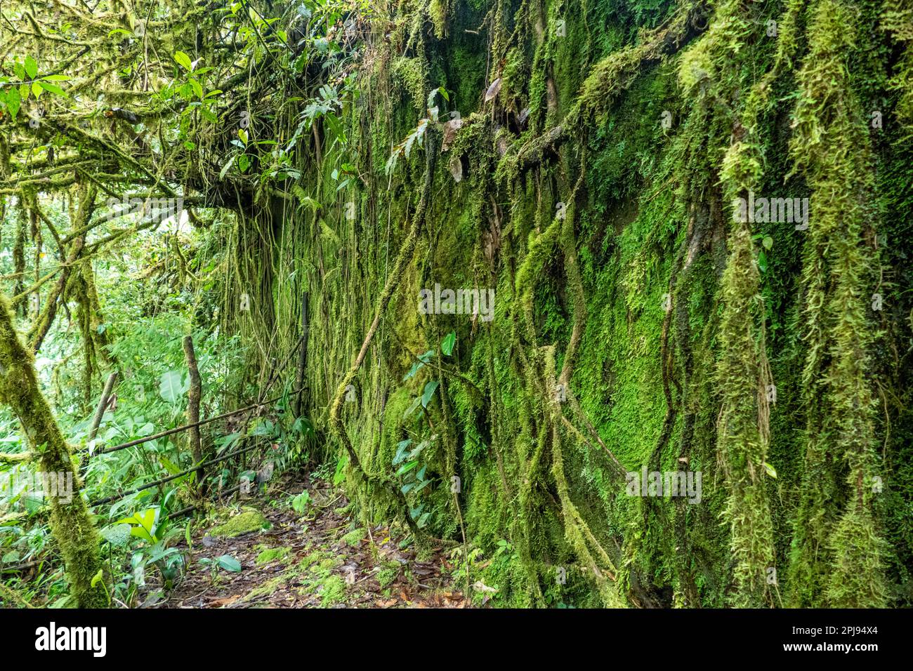 Cloudbridge is a private nature reserve that stretches from 1550m to ...