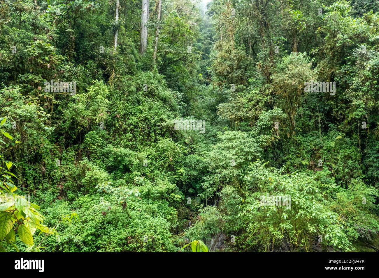 jungle at cloudbridge. Cloudbridge is a private nature reserve that ...