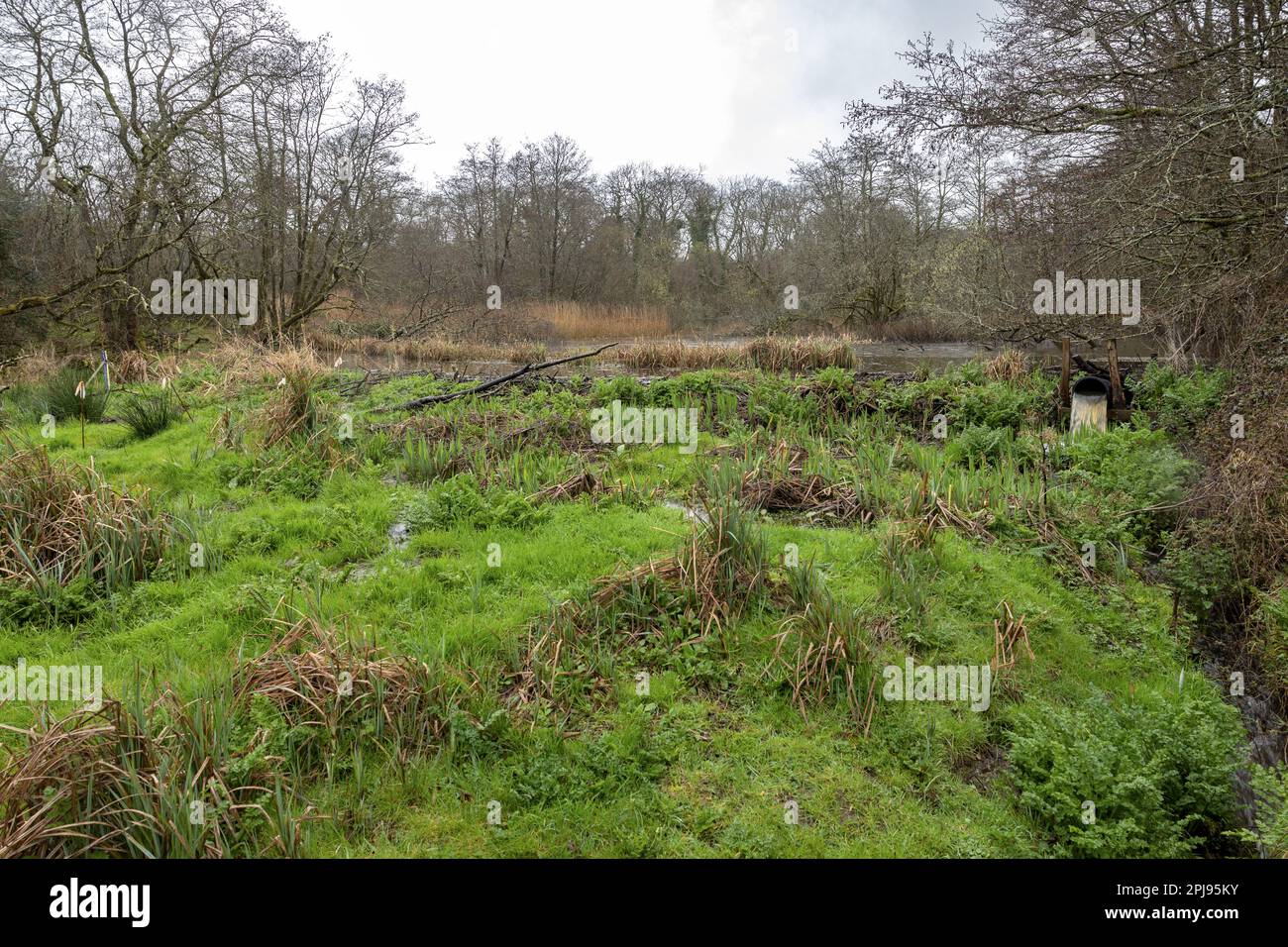 Eurasian beaver, Castor fiber, with 55m dam with a "Beaver Deceiver ...