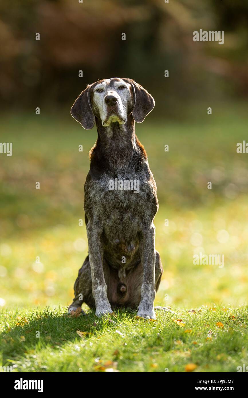 Portrait of a German Shorthaired Pointer Dog Stock Photo - Alamy