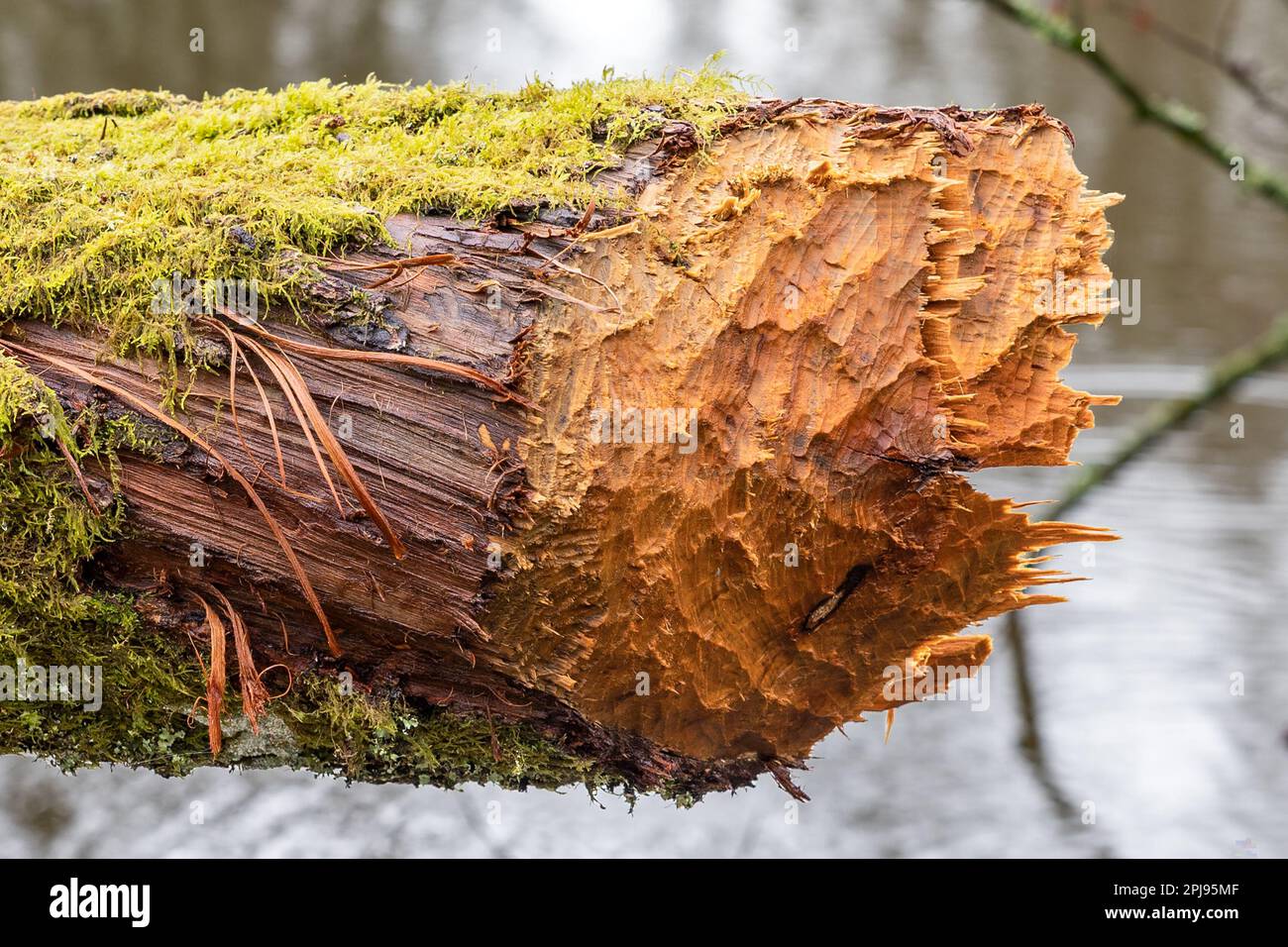 Willow tree felled by Eurasian beaver, Castor fiber, Dorset, UK. A ...