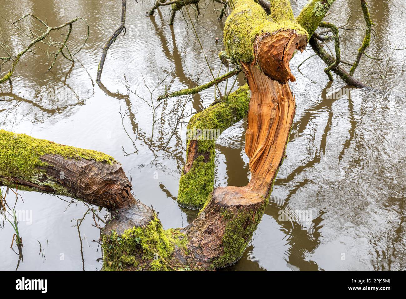 Historic and newly felled Willow tree by Eurasian beaver, Castor fiber ...