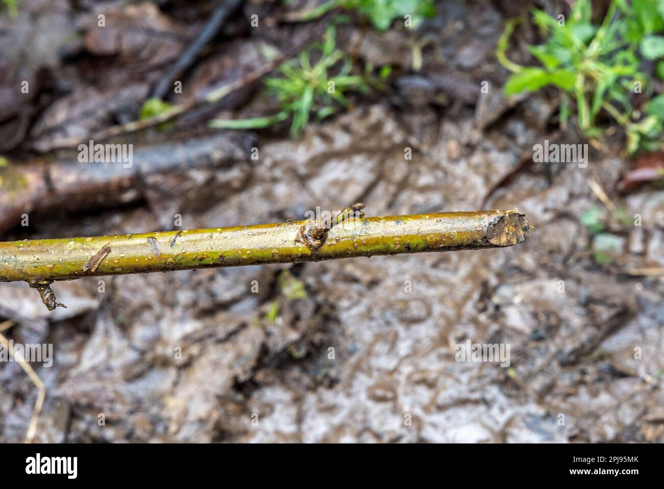 Willow showing 45degree edge to cut by Eurasian beaver, Castor fiber ...