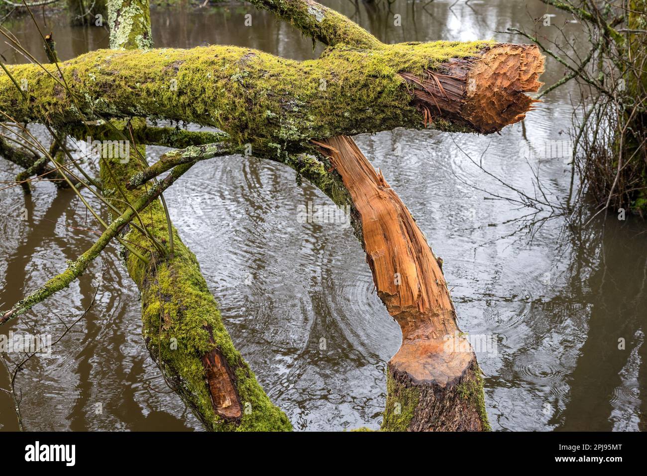 Willow tree felled by Eurasian beaver, Castor fiber, Dorset, UK. A ...