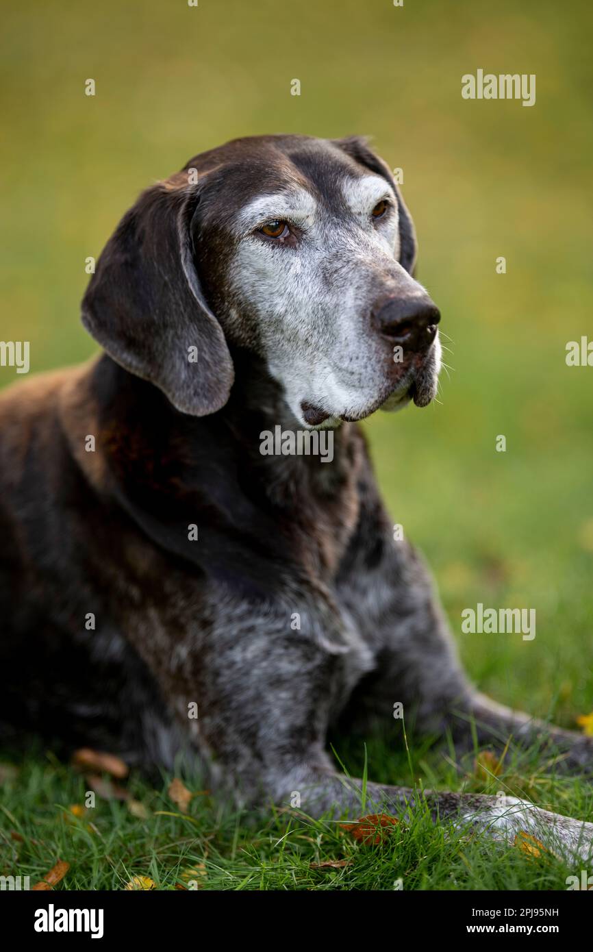 Portrait of a German Shorthaired Pointer Dog Stock Photo - Alamy