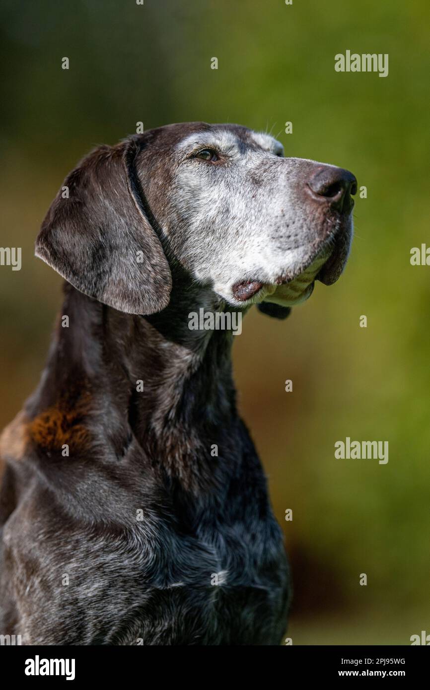 Portrait of a German Shorthaired Pointer Dog Stock Photo - Alamy