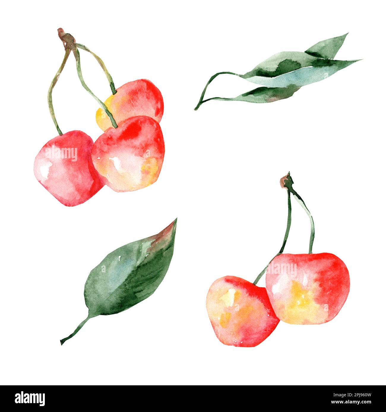 Cherry with a leaf, cherry on a branch. Set of watercolor illustrations ...