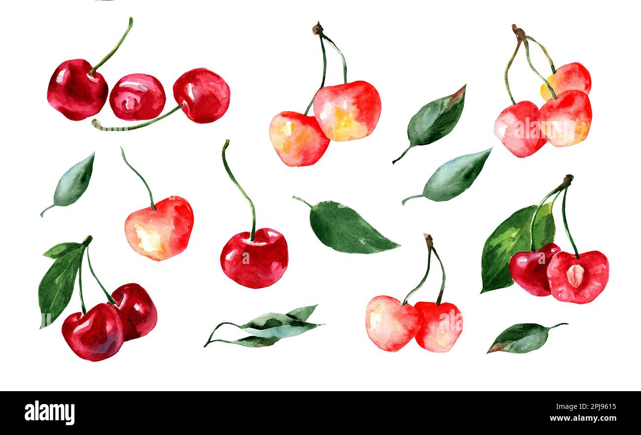 Collection of cherry leaves. Realistic botanical watercolor ...