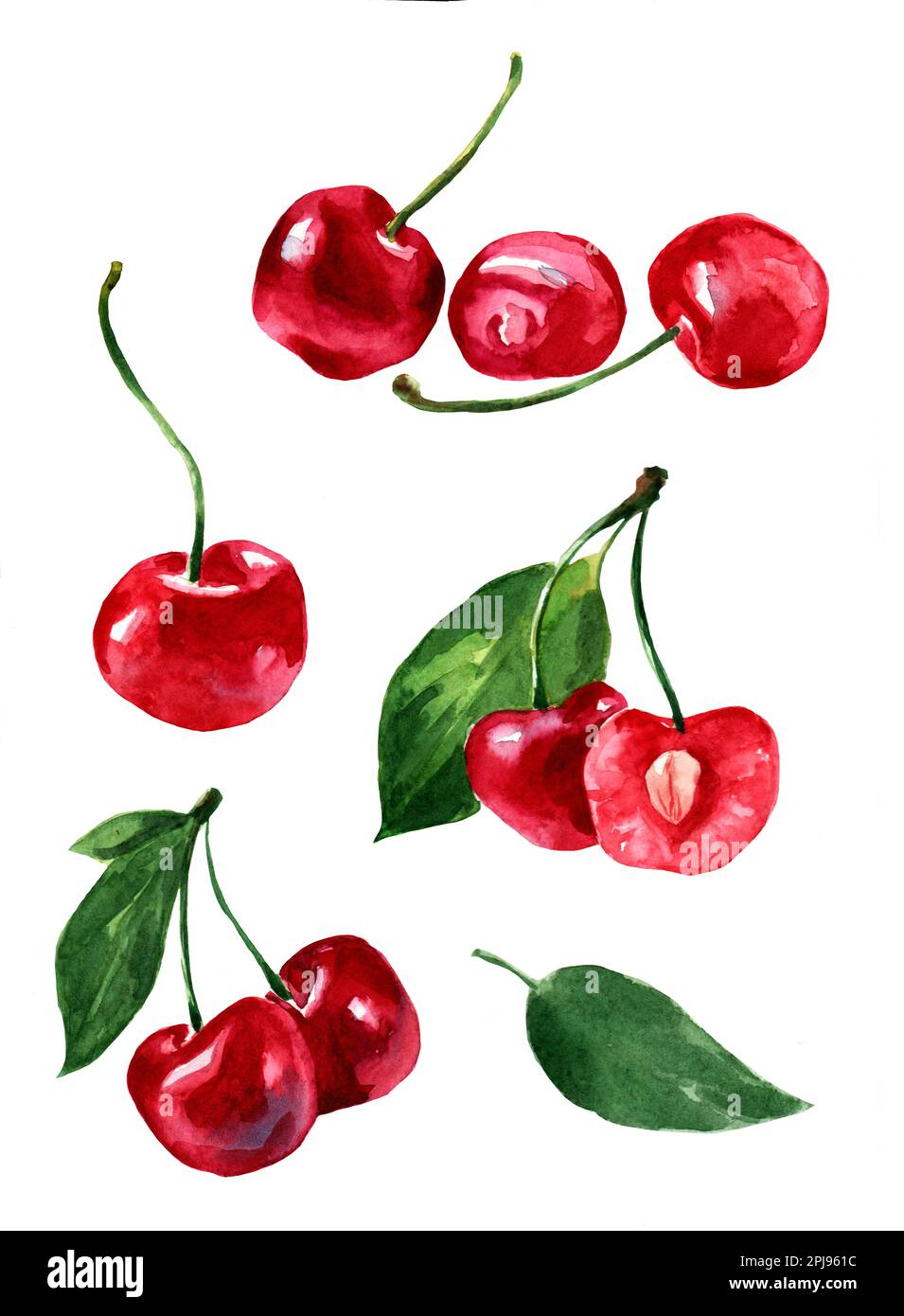 Set of watercolor drawings cherry with leaves Stock Photo - Alamy