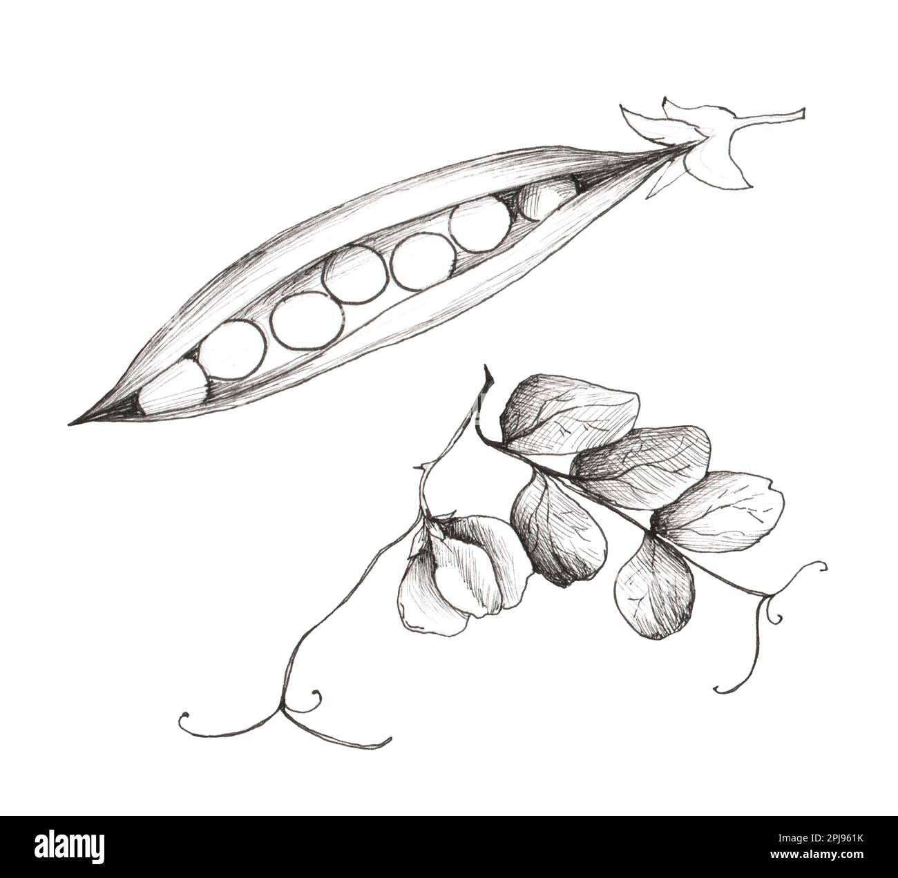 Green peas isolated on white background. Hand-drawn realistic ...