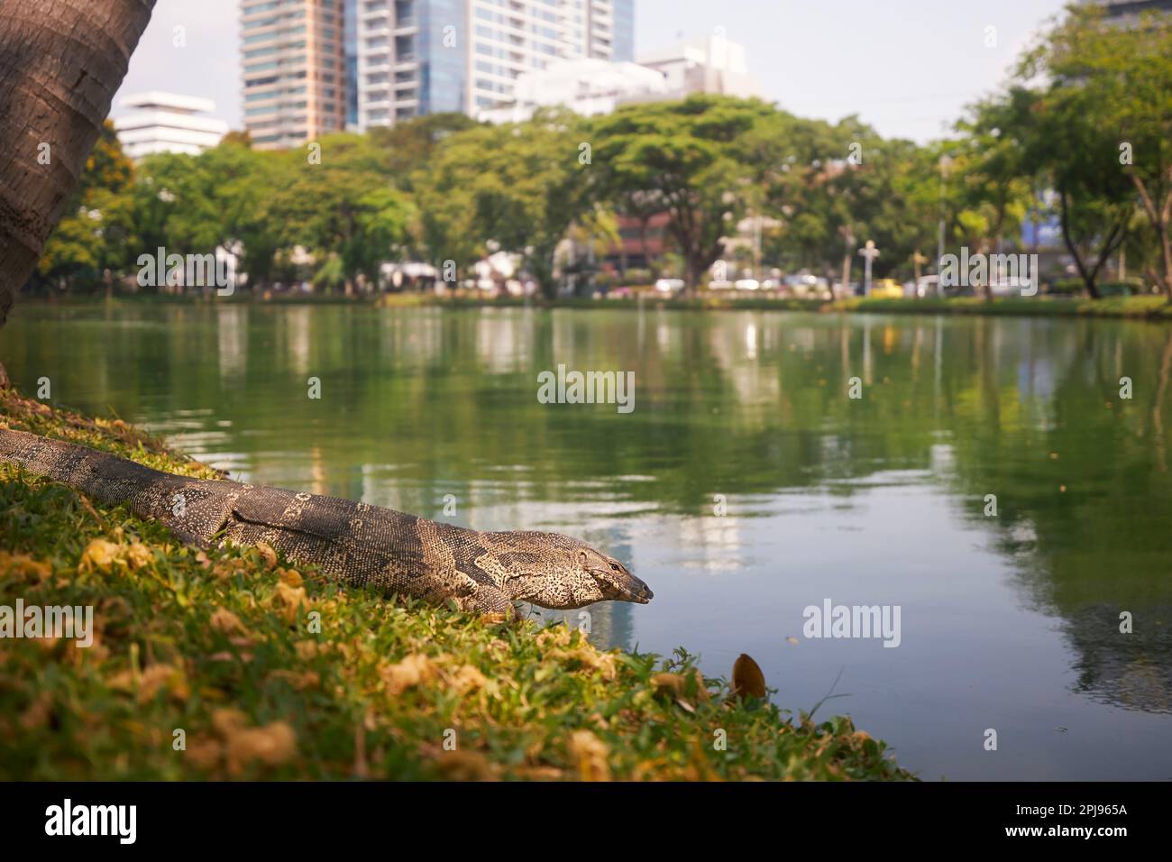 Water monitor lizard in grass in Lumphini Park. Bangkok, Thailand Stock ...
