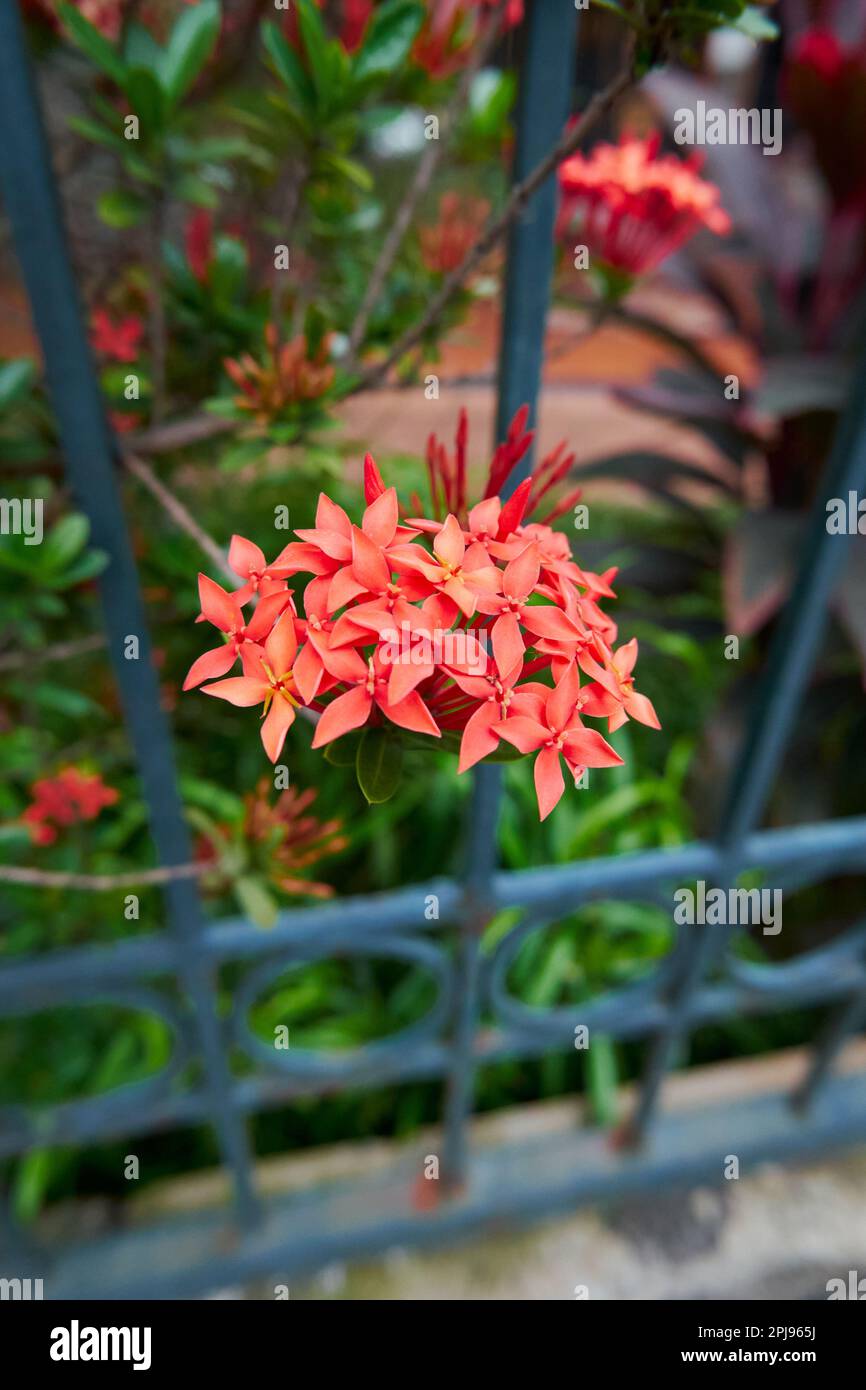Vibrant photo of Chinese ixora, a popular ornamental plant. Perfect for ...