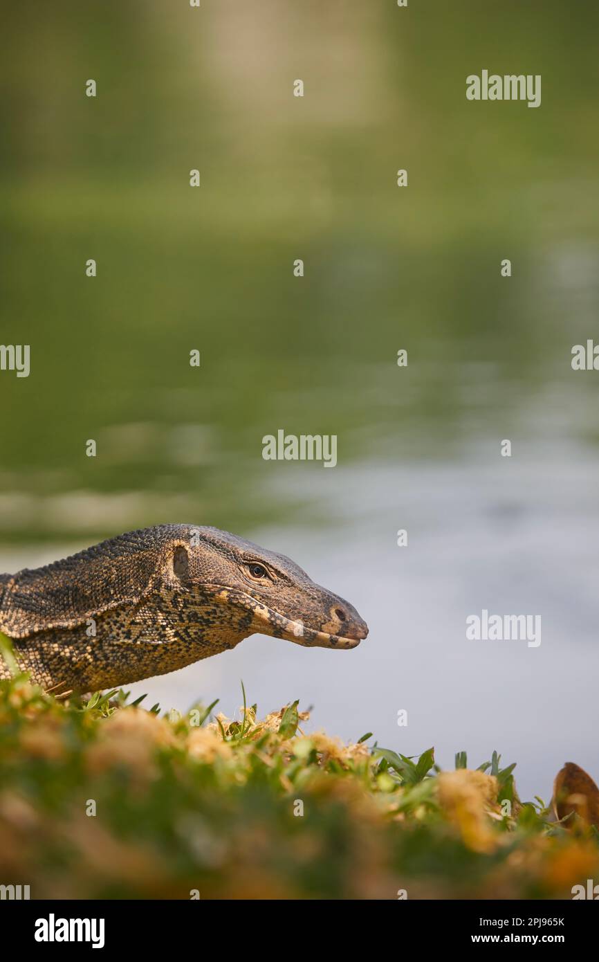Water monitor lizard in grass in Lumphini Park. Bangkok, Thailand Stock ...