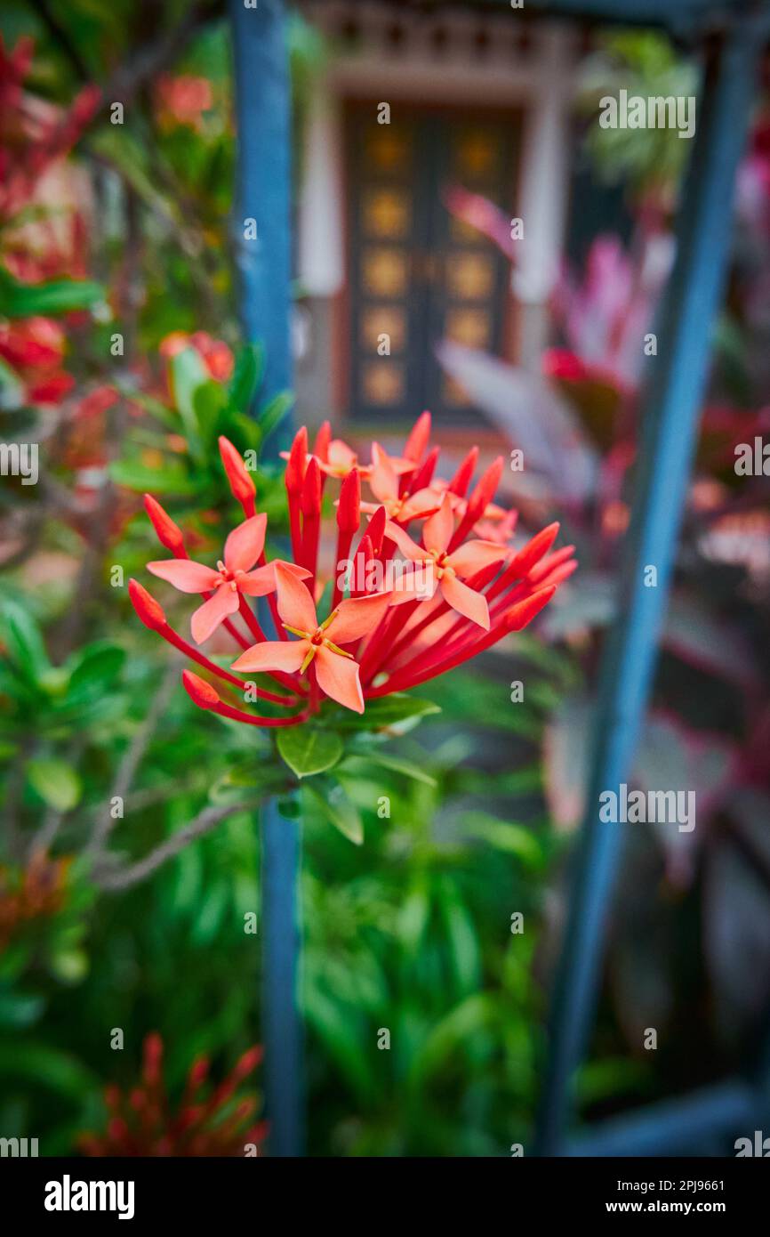 Vibrant photo of Chinese ixora, a popular ornamental plant. Perfect for ...