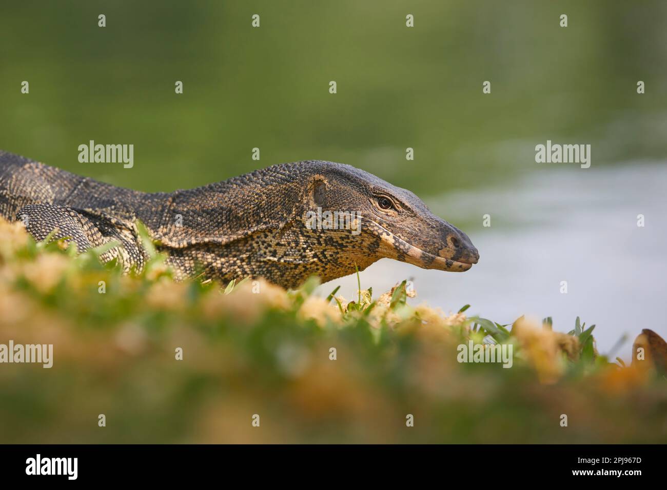 Monitor Lizards In Thailand at Imogen Parry-okeden blog