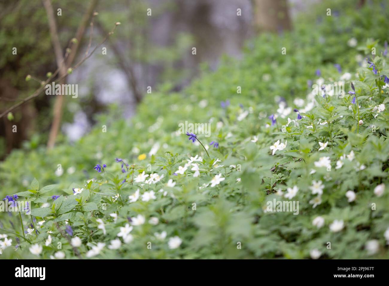 Woodland flowers in Springtime (April 2022 Stock Photo - Alamy