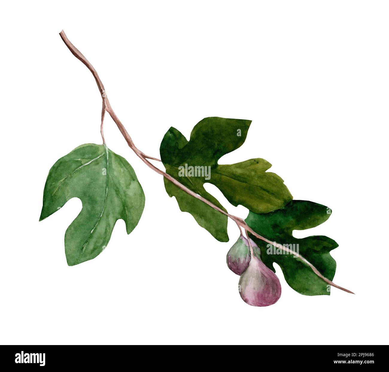 Green fig branch. Watercolor hand drawn illustration isolated on white ...