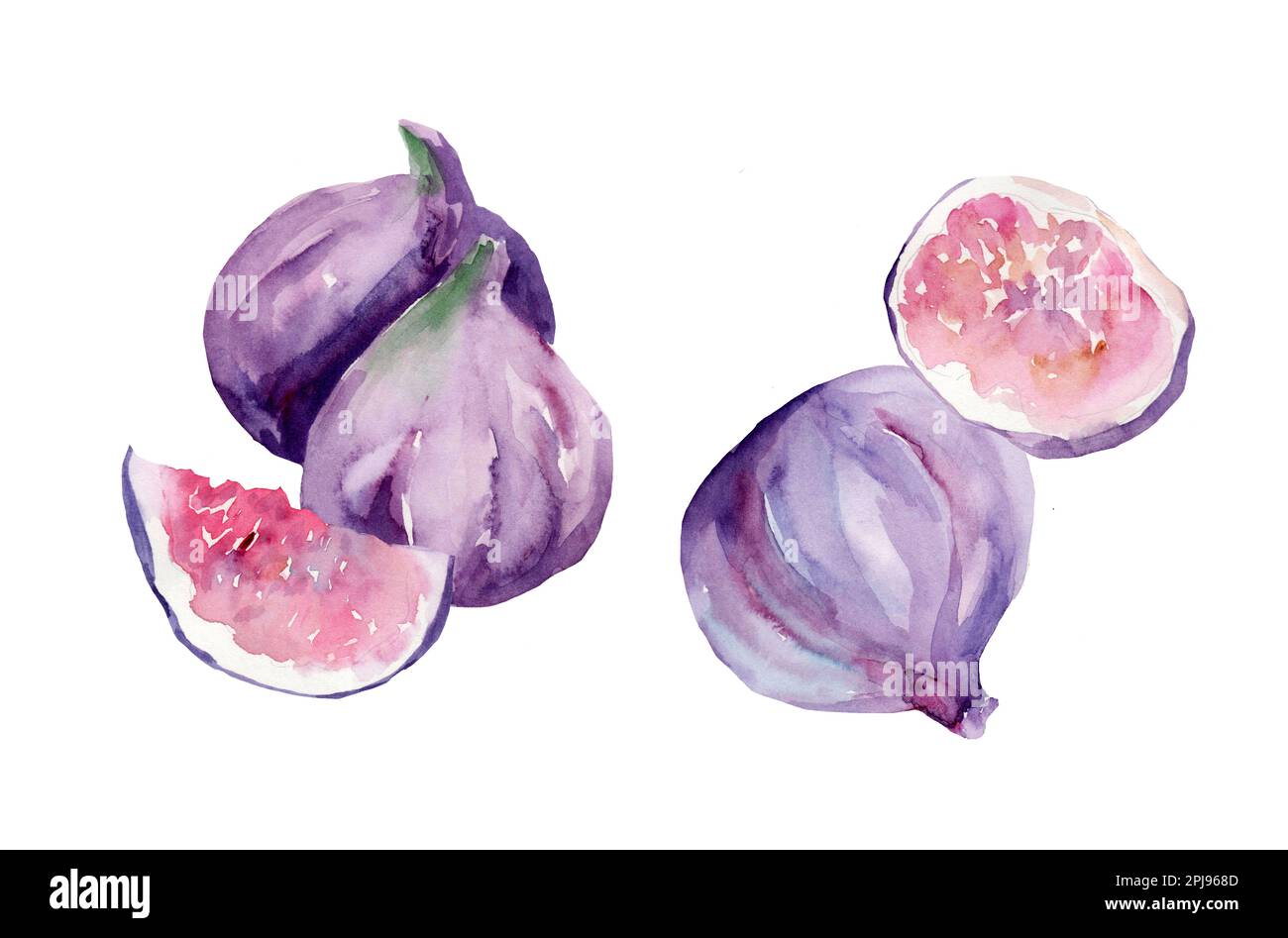 watercolor drawing of figs on a white background Stock Photo - Alamy