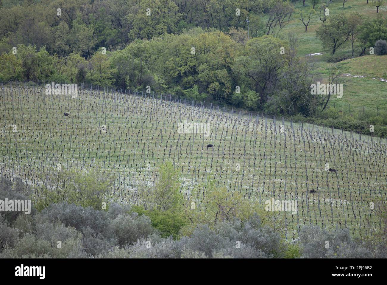 Wild boar in vineyard hi-res stock photography and images - Alamy