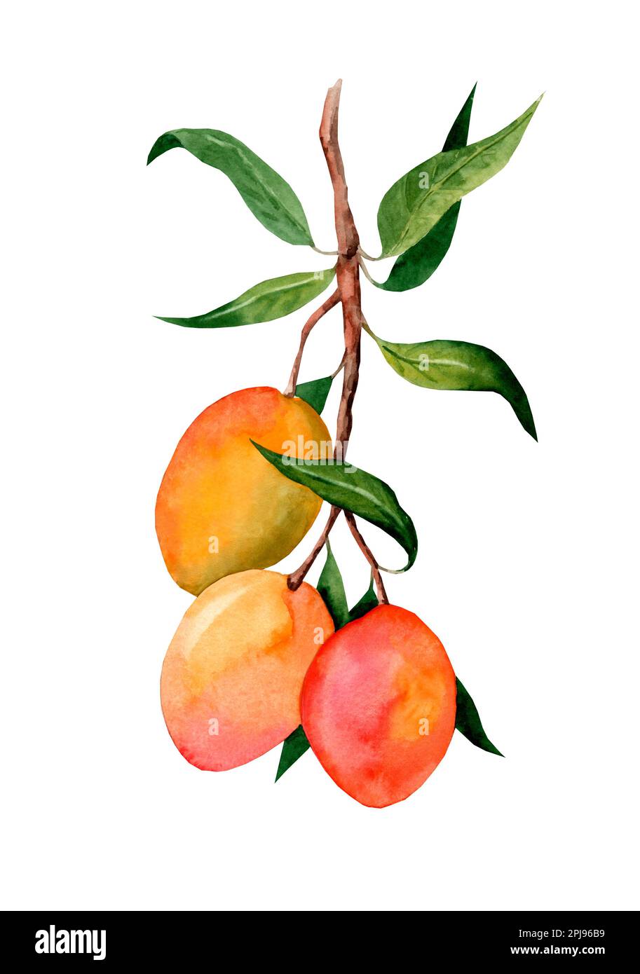 Mango branch with green leaves and mango fruits. Watercolor hand drawn ...