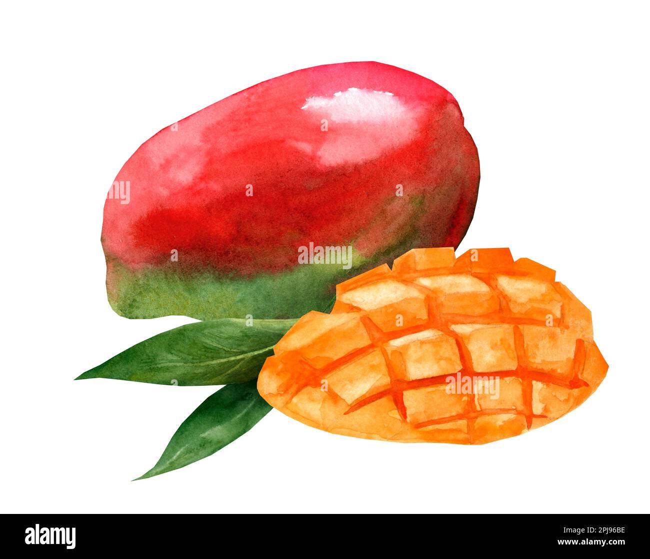 Mango fruit with mango cubes. Watercolor hand drawn illustration ...
