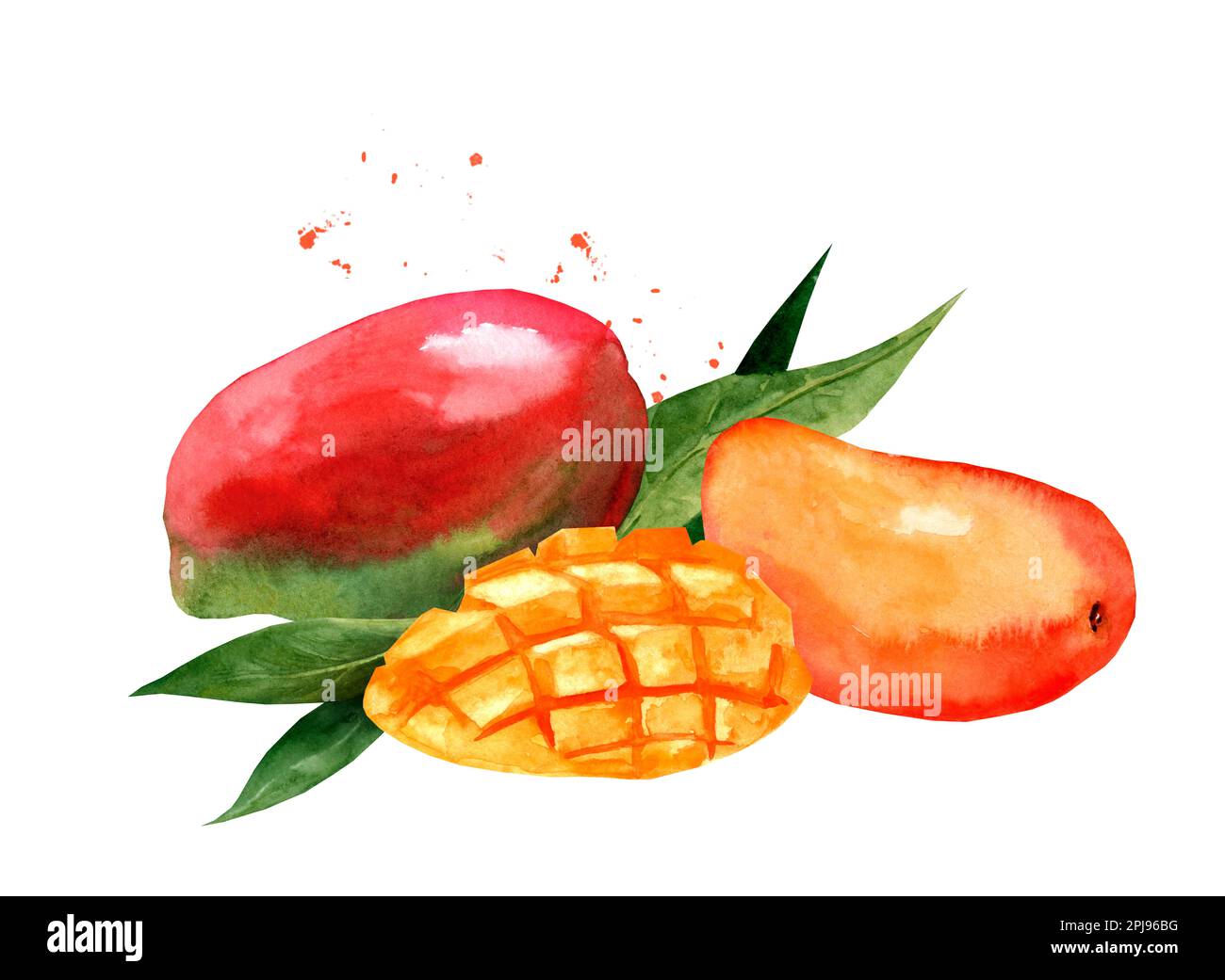 Mango fruit with mango cubes. Watercolor hand drawn illustration ...