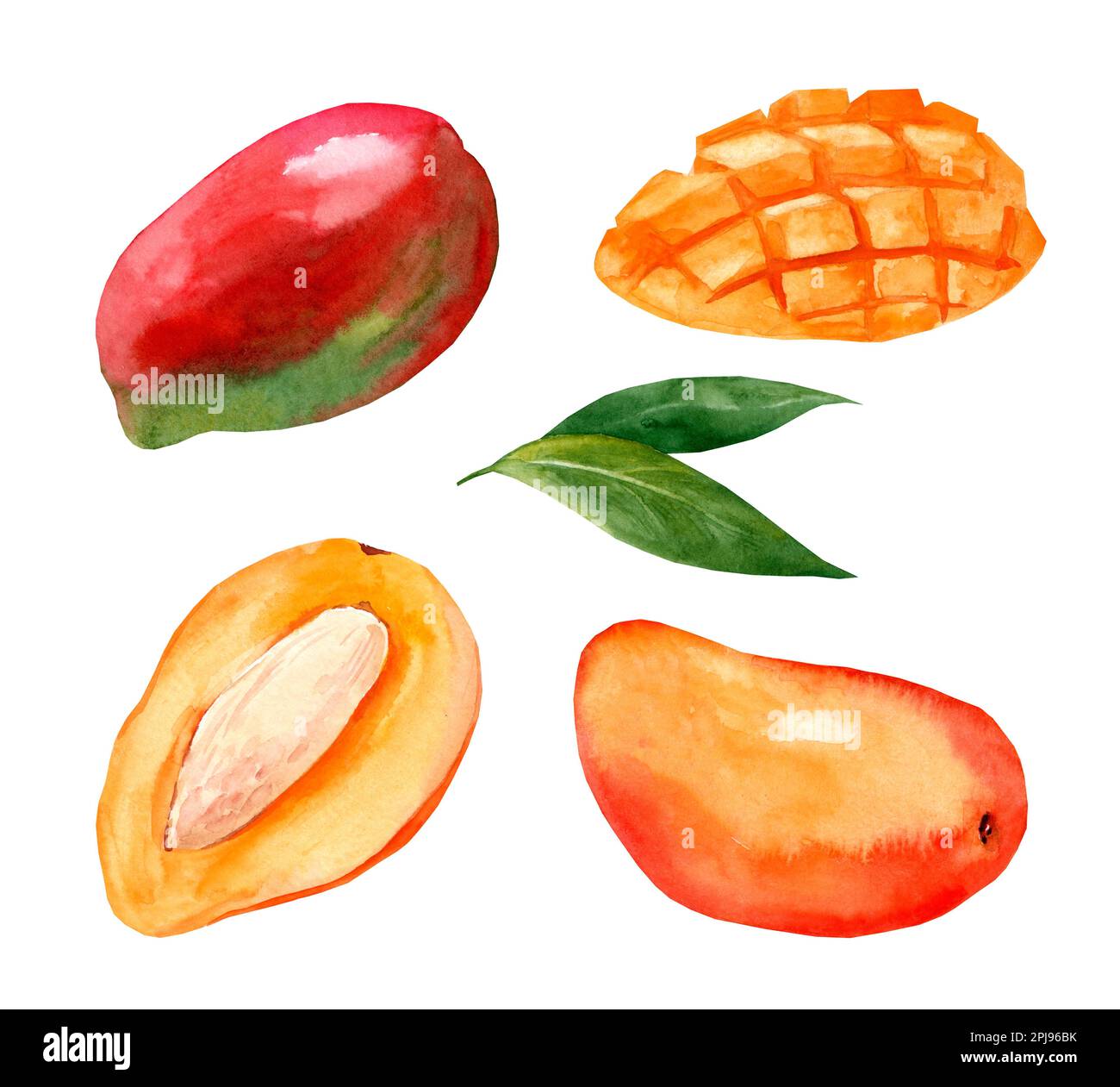 Mango set. Watercolor hand drawn illustration, isolated on white ...