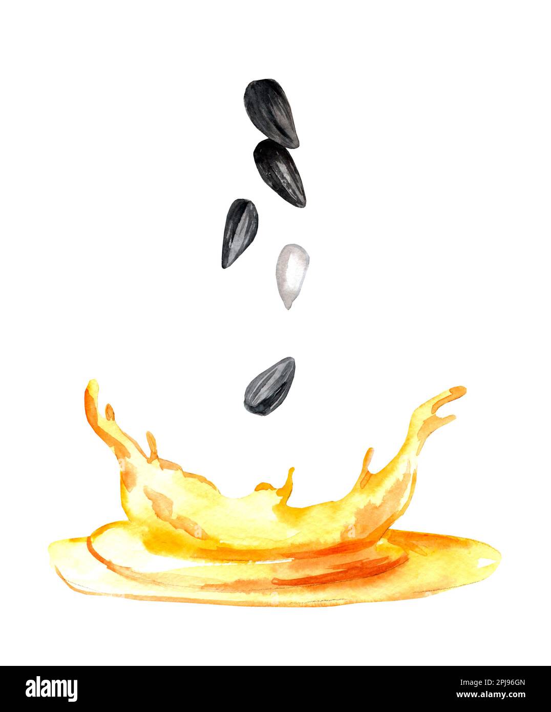 Sunflower seeds and oil splashes. Watercolor hand drawn illustration ...