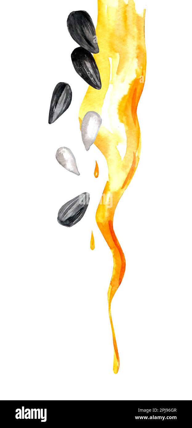 Sunflower seeds and oil splashes. Watercolor hand drawn illustration ...