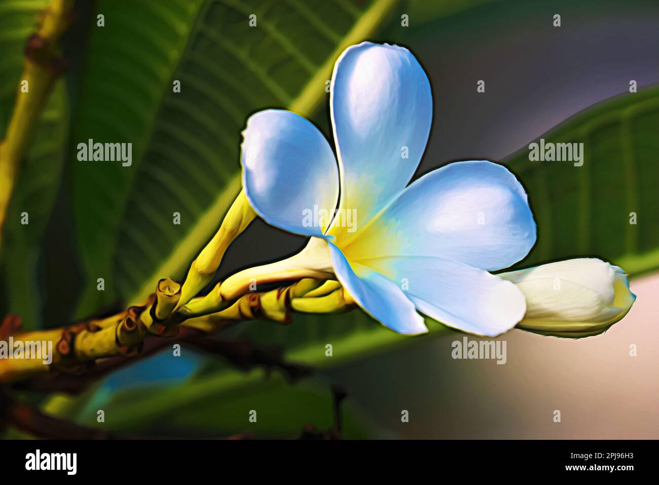 Random nature photography of flowers, buds, floral gardens, lovely ...