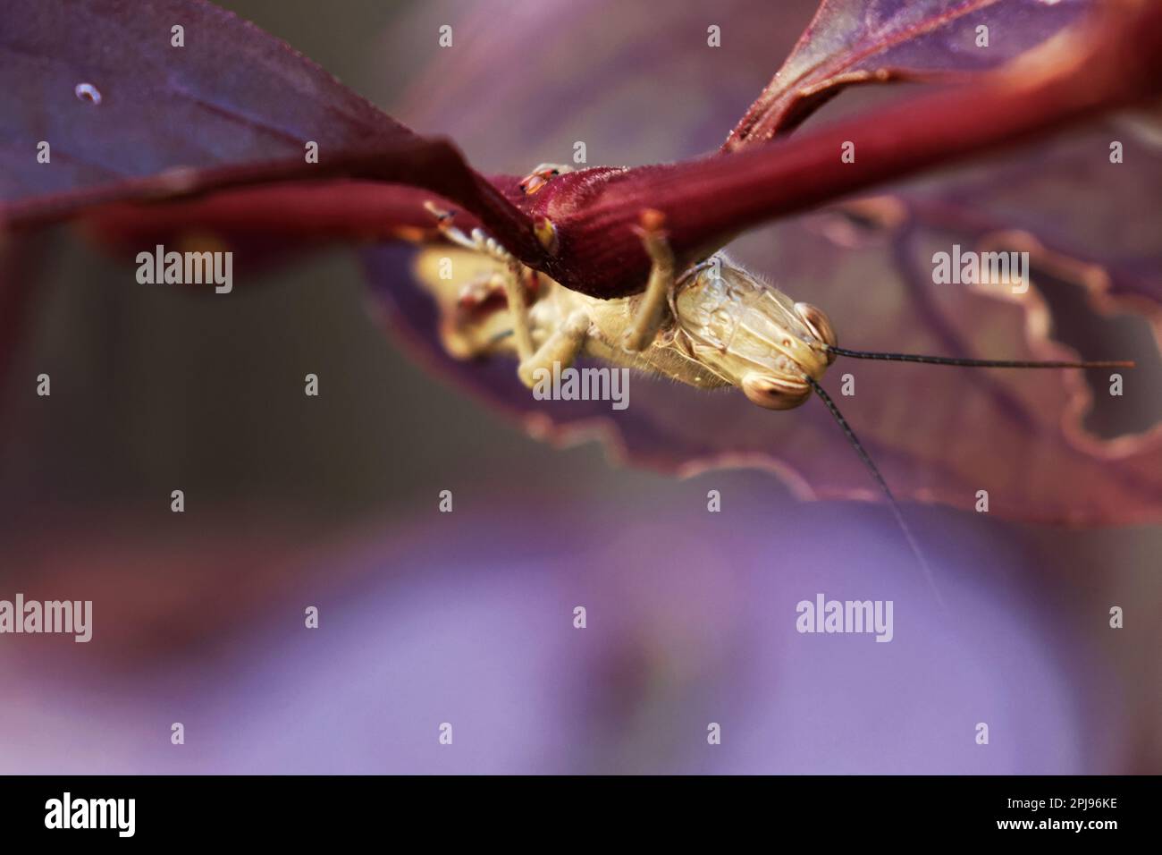 Random nature photography of insects, grasshopper shot upclose in macro ...