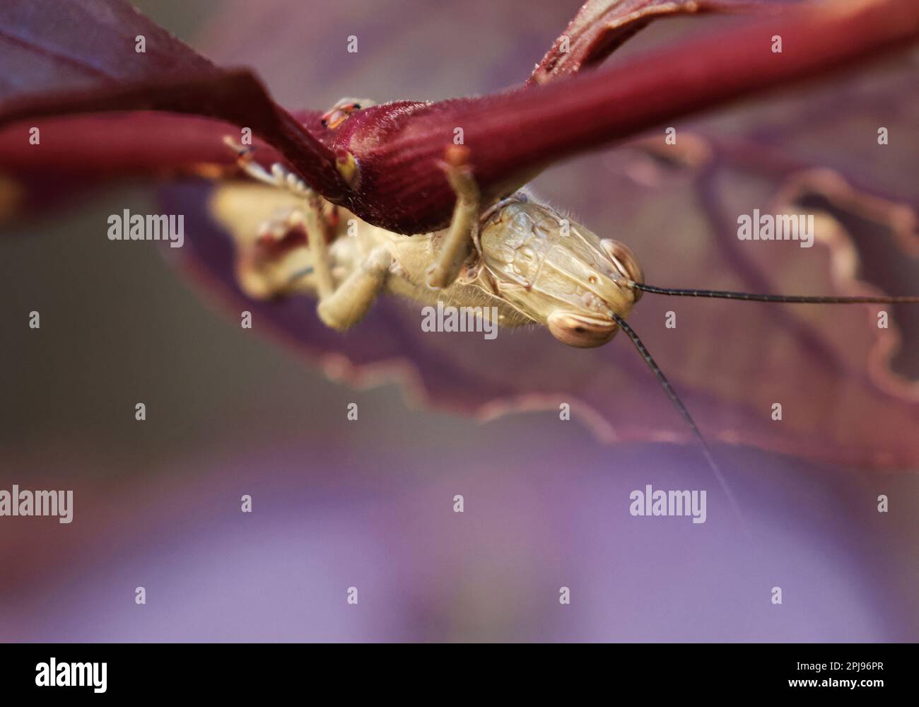 Random nature photography of insects, grasshopper shot upclose in macro ...