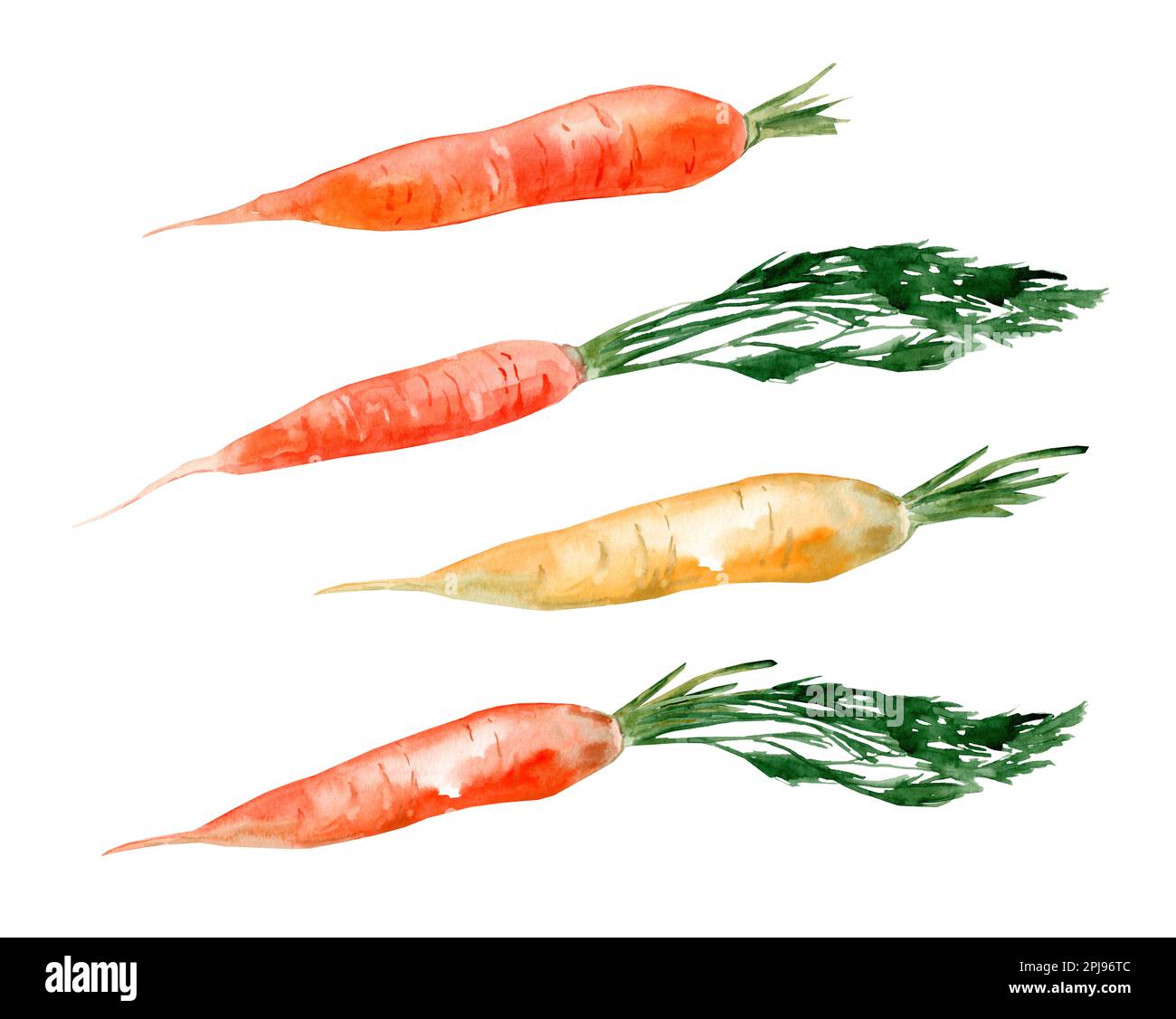 Fresh orange carrots and yellowstone carrots with sliced pieces. Set of ...