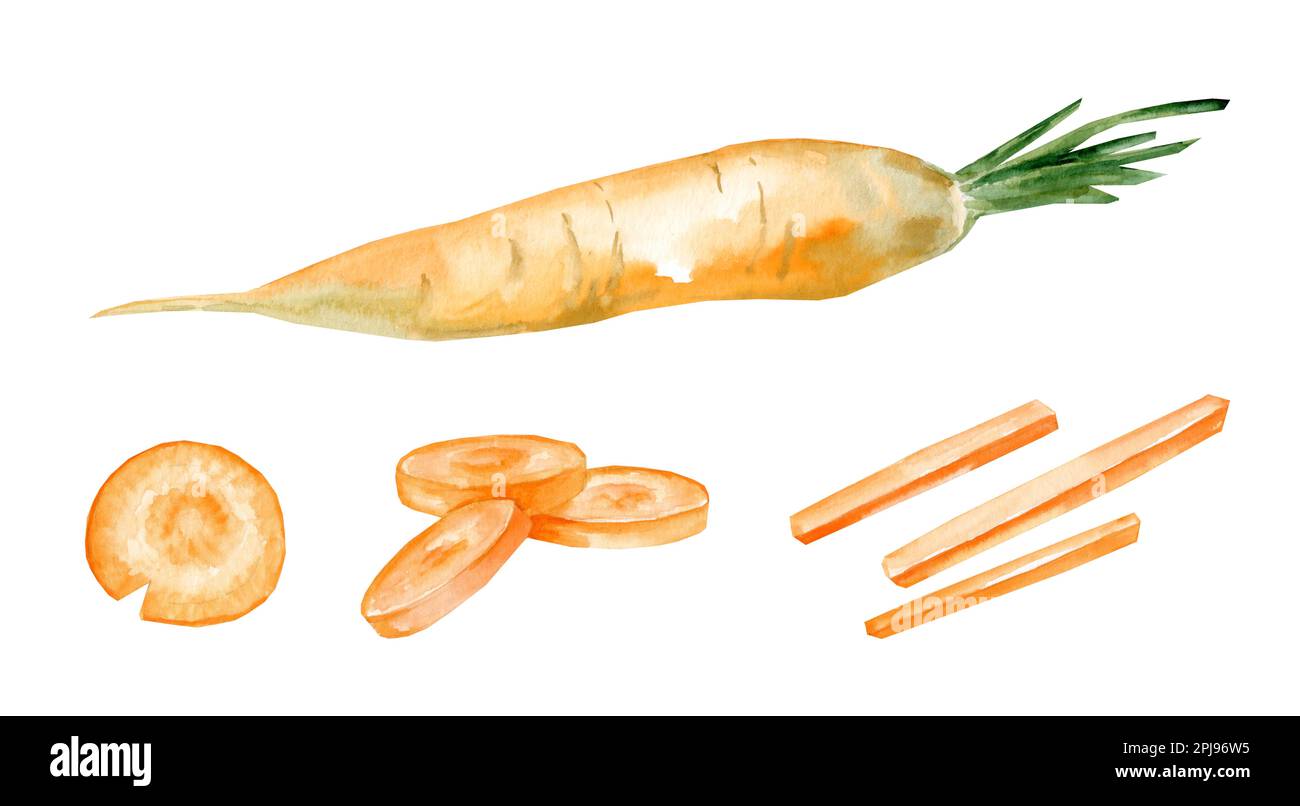 Fresh yellowstone carrots with sliced pieces. Watercolor hand drawn ...