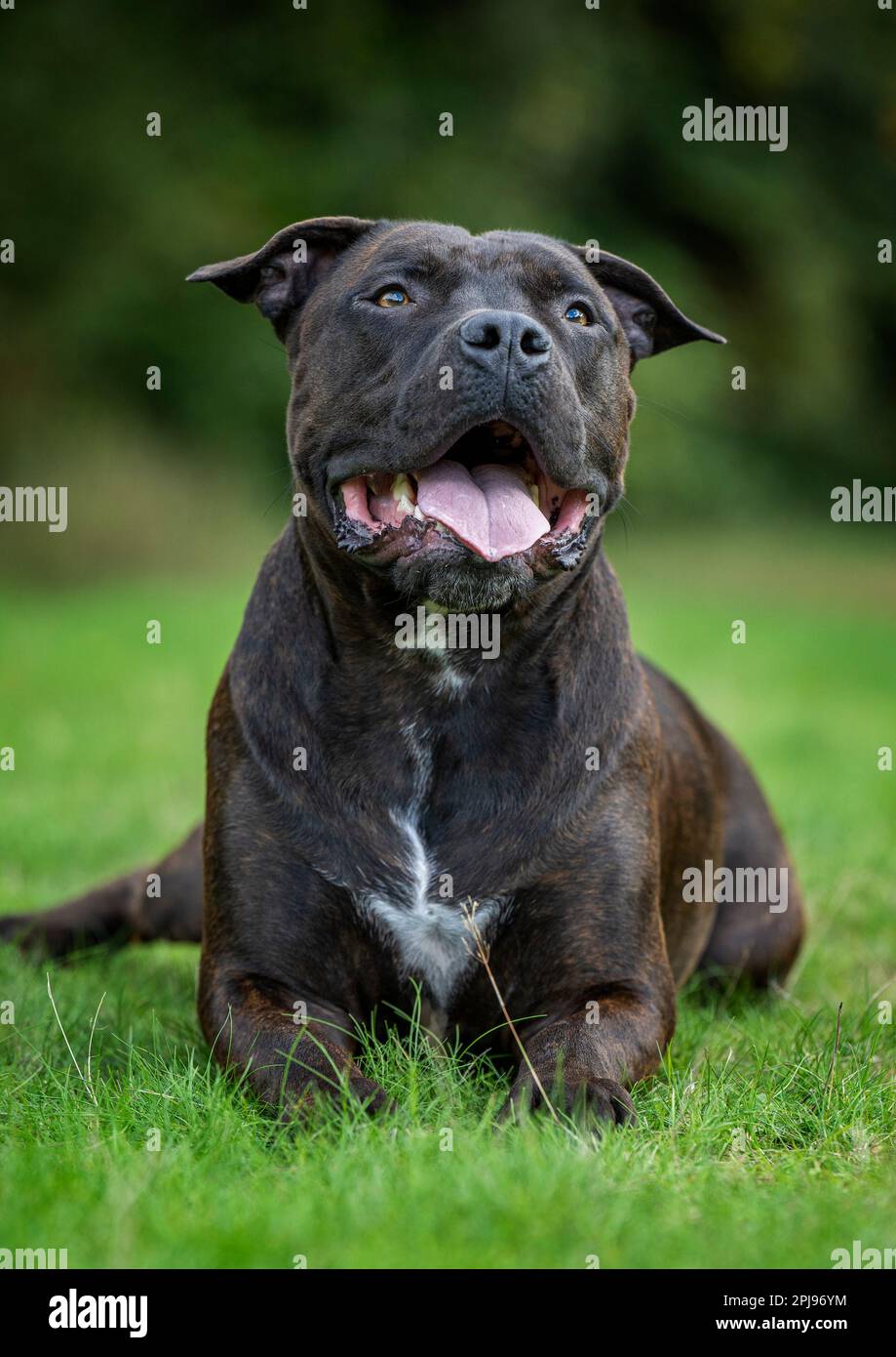 Dark brindle staffordshire bull terrier with white blaze on chest hi ...