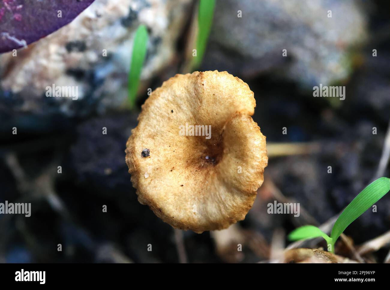 Random nature photography of a tiny mushroom, fungi, fungus, macro of ...