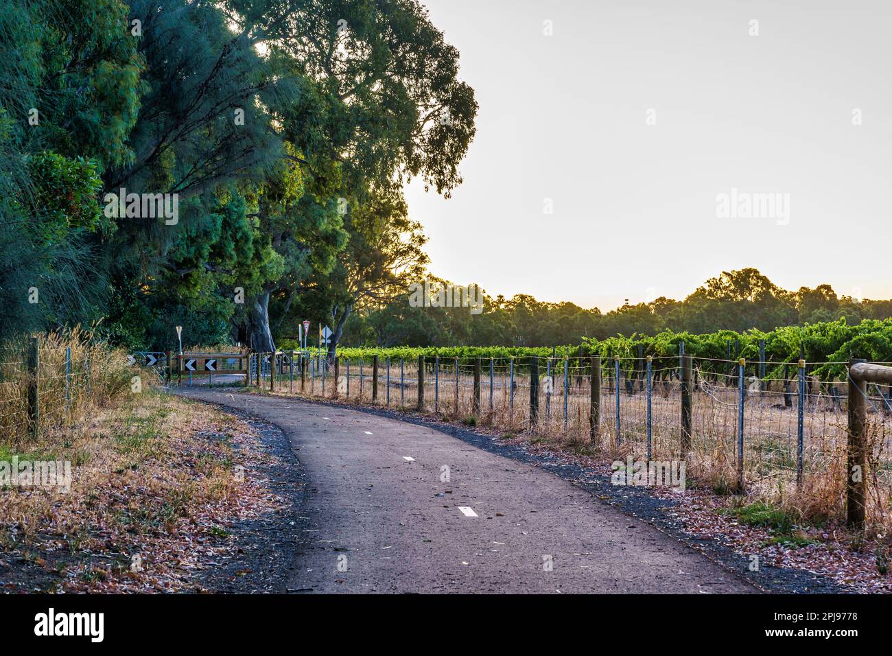 The Shiraz Bicycle Trail, McLaren Vale Stock Photo - Alamy