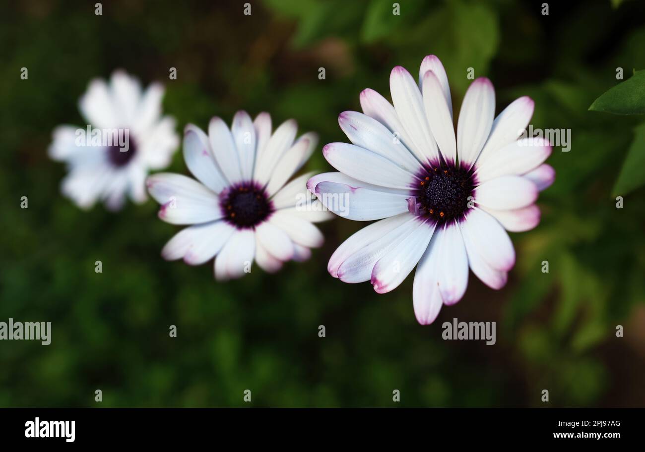 Random nature photography of flowers, buds, floral gardens, lovely ...