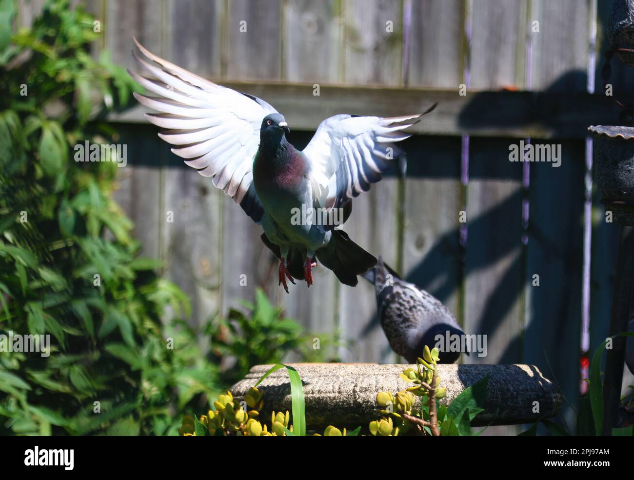 Random nature photography of birds doing bird things, wings flapping ...