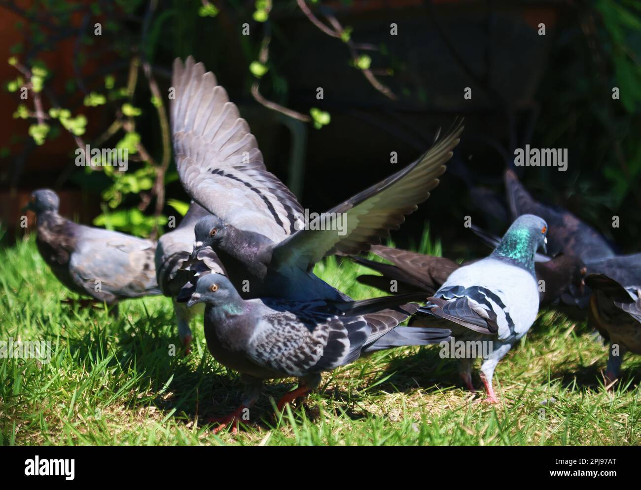 Random nature photography of birds doing bird things, wings flapping ...