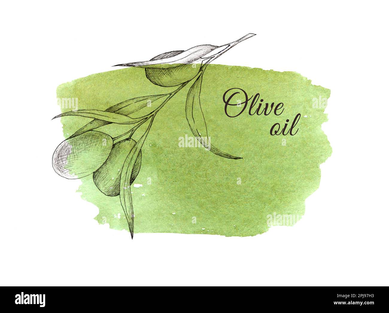 olive oil. Olives in graphics on a watercolor background. Hand drawn ...